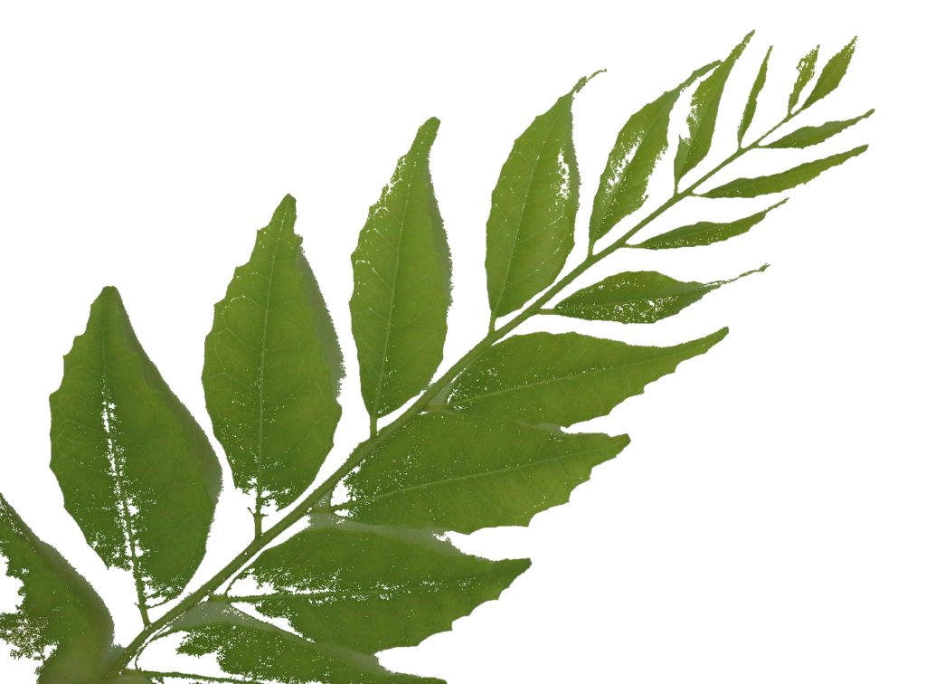 Curry Leaf Seeds Sowing and Germination | curryleaf.growcurryleaf.com
